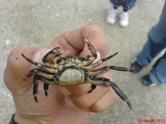 Hvatanje morskog raka